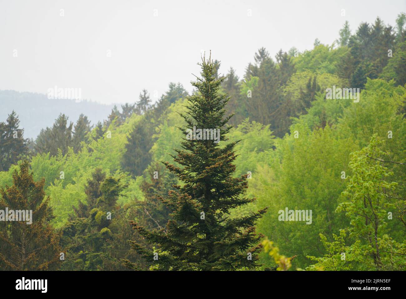 Landscape photos of German forest photographed in Bavaria Nature Park ...