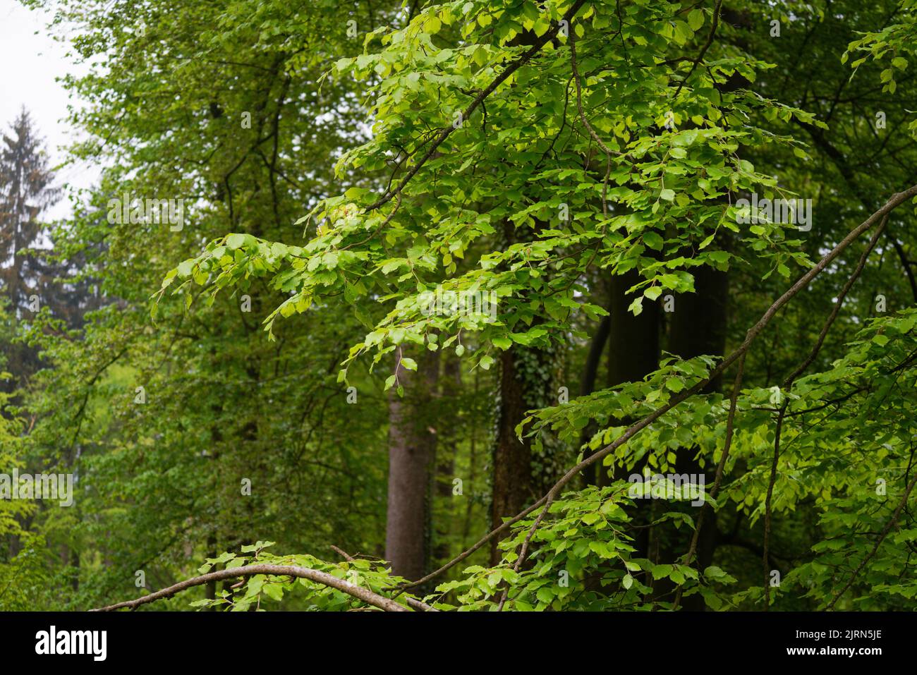 Landscape photos of German forest photographed in Bavaria Nature Park ...