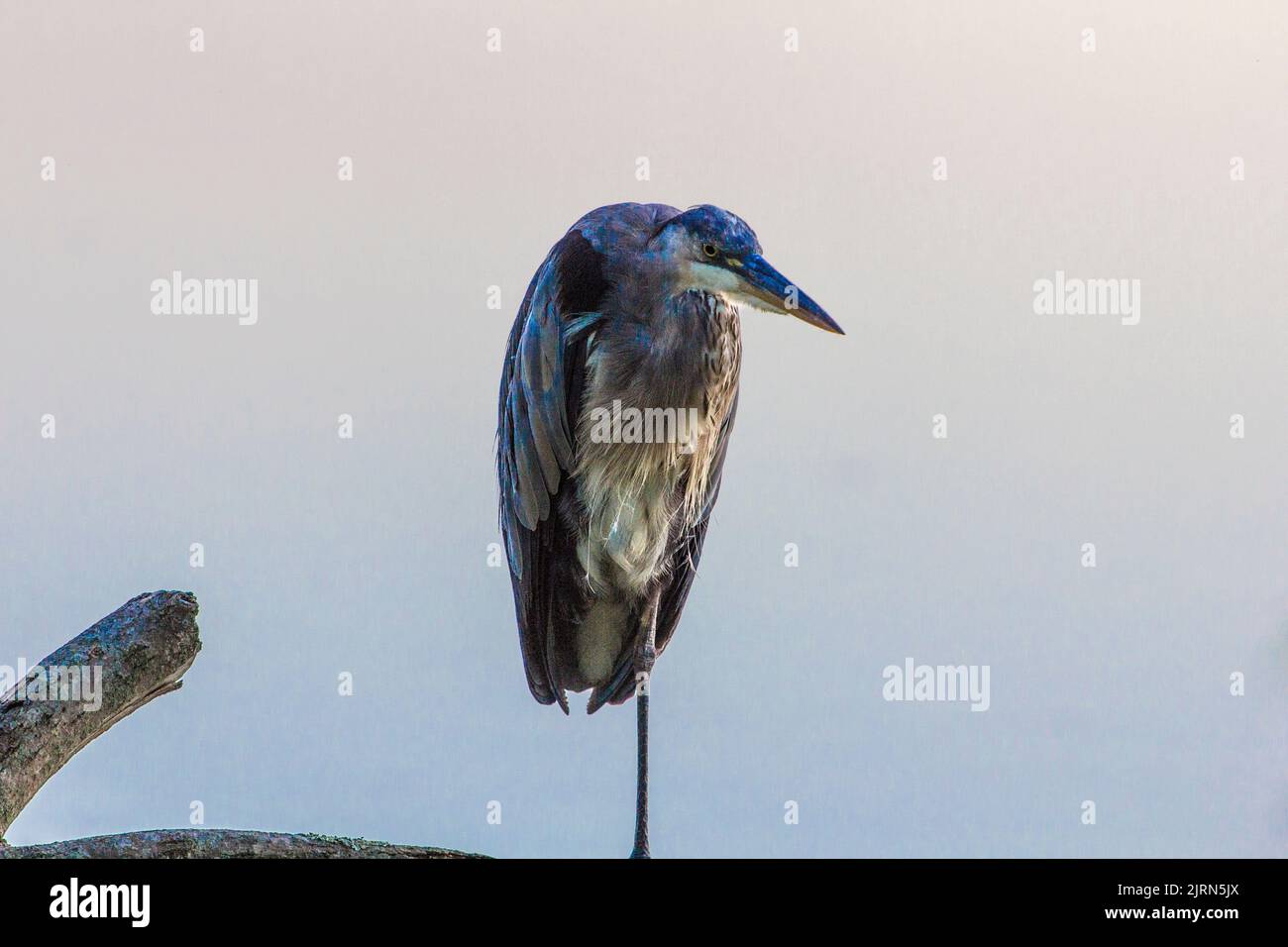 Great Blue Heron Standing One-legged on a tree branch, Antrim Lake ...