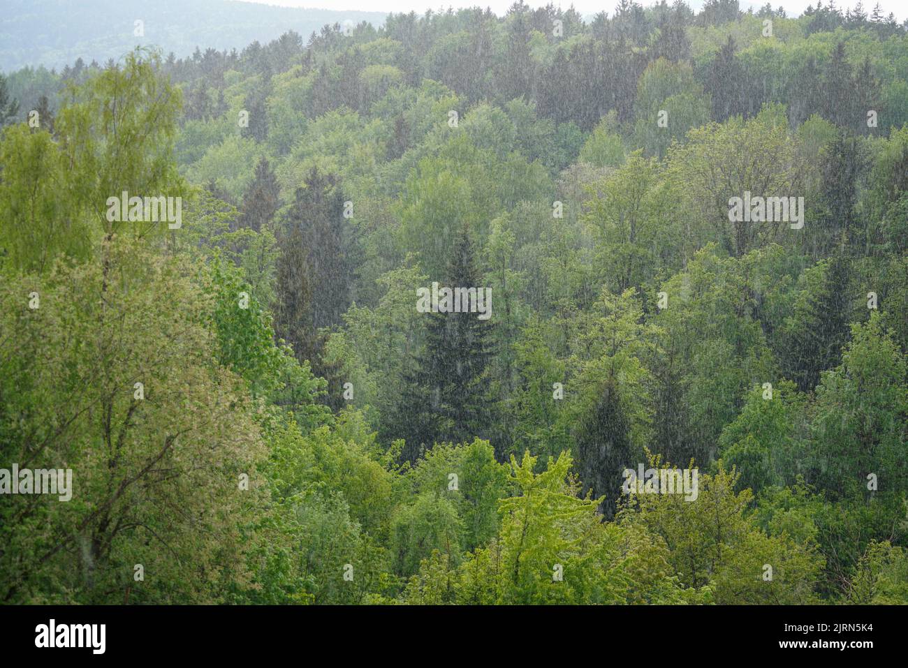 Landscape photos of German forest photographed in Bavaria Nature Park ...