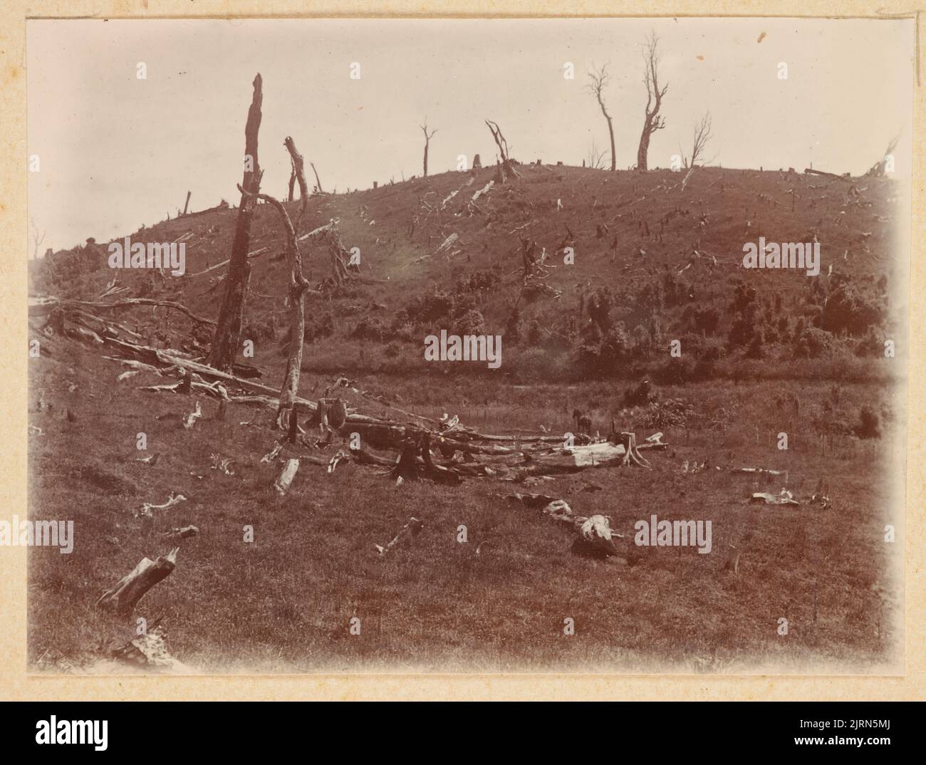 Dead trees. From the album: Snapshot album - Nga Mahanga, circa 1900 ...