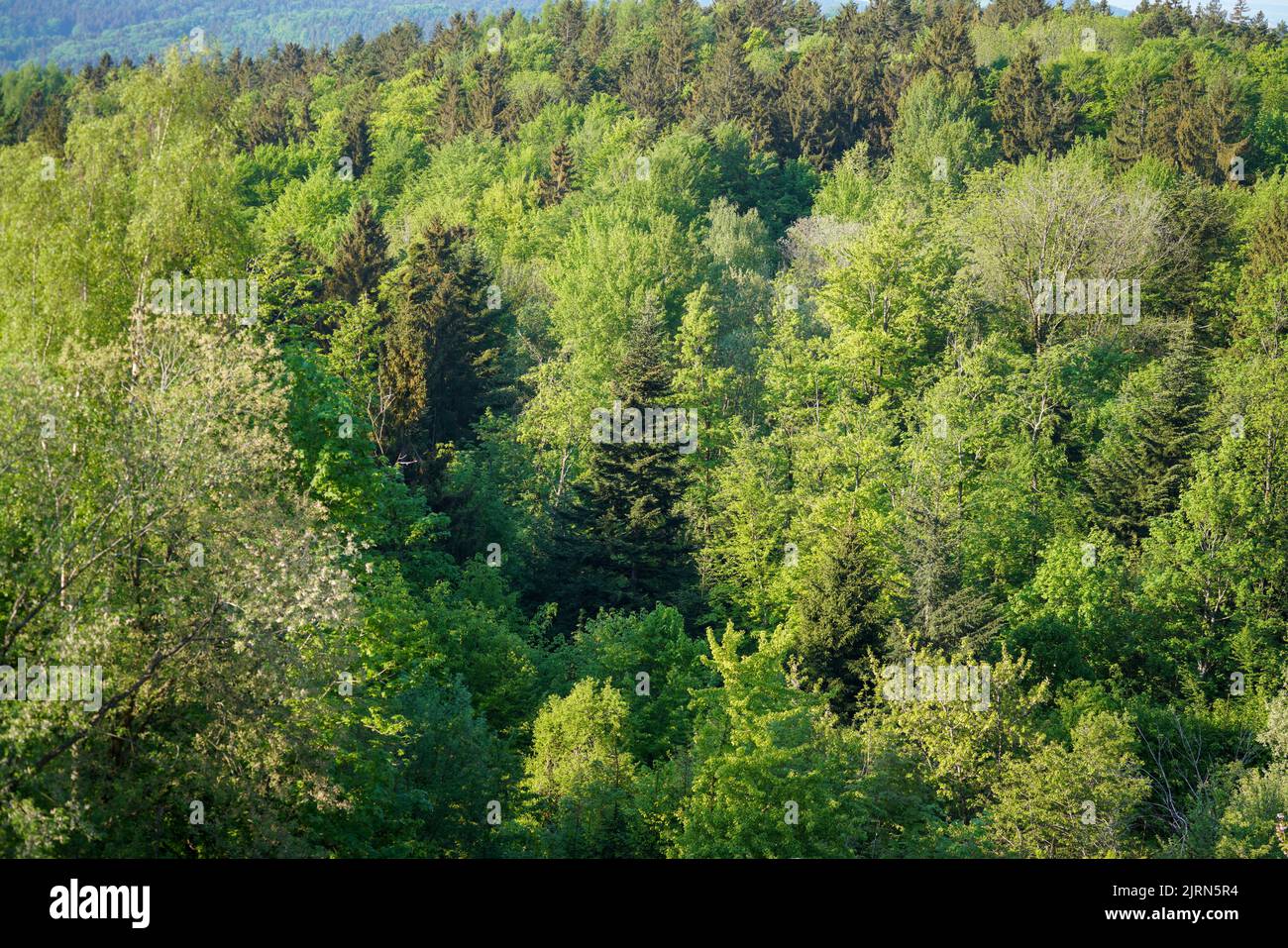 Landscape photos of German forest photographed in Bavaria Nature Park ...