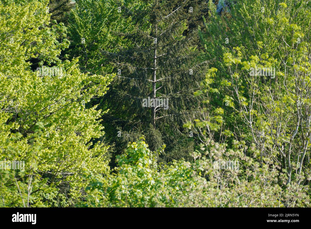 Landscape photos of German forest photographed in Bavaria Nature Park ...