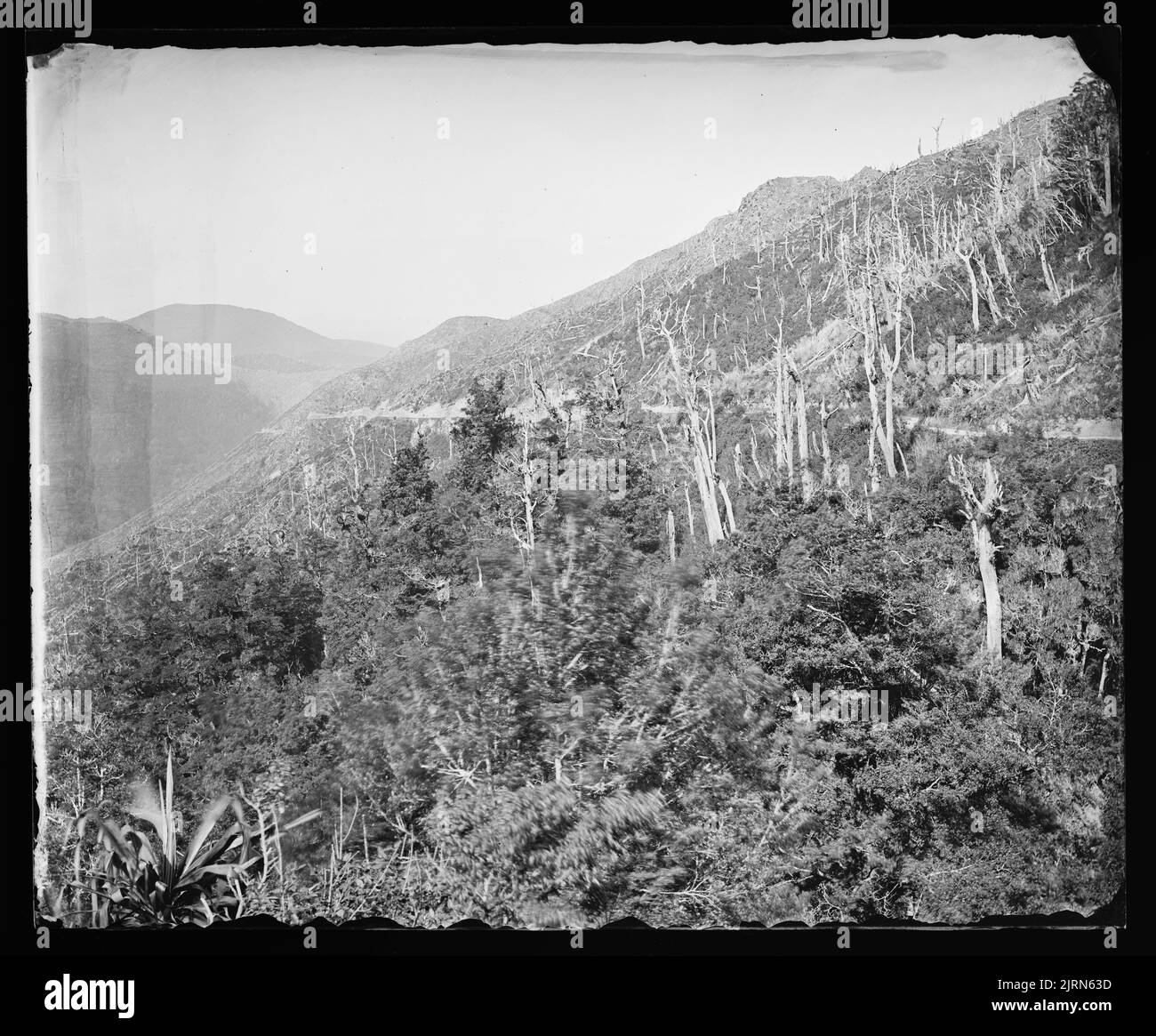 Featherston side of the Remutaka [Rimutaka] Hill looking down from the ...