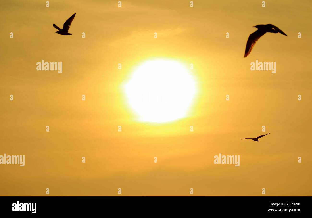 Silhouette of Flying Birds on Golden Morning Sky with the Rising Sun ...