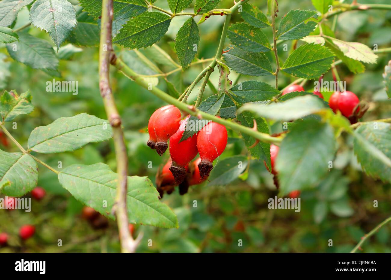 Bunch of Vibrant Red Wild Rose Hip Fruits Ripening in the Tree Stock ...