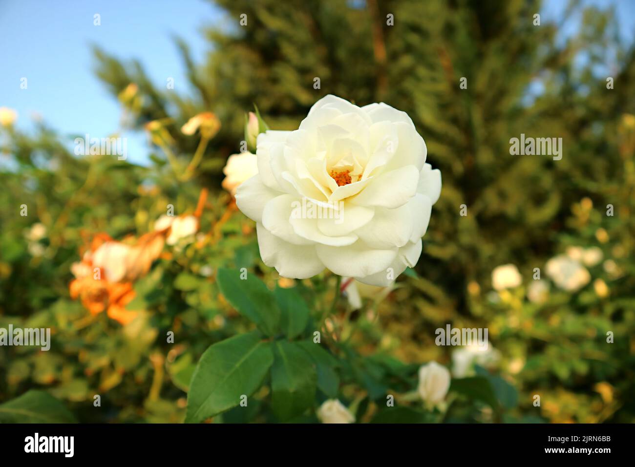 White rose park hi-res stock photography and images - Alamy