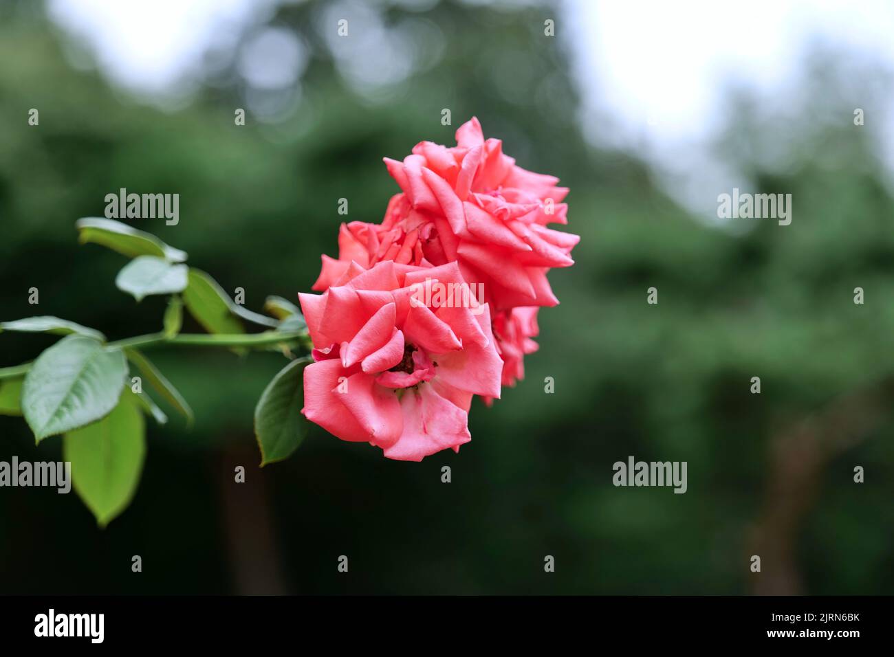 fall rose autumn Stock Photo - Alamy