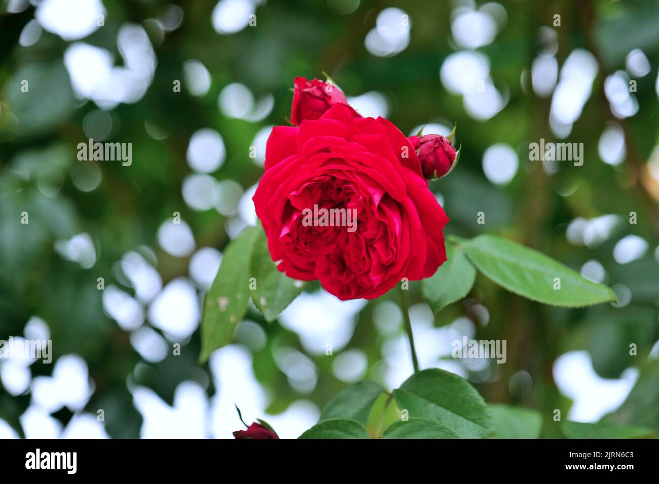 Fall plants for spring flowering hi-res stock photography and images ...