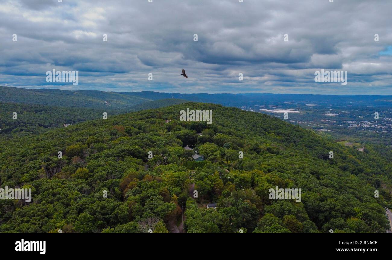 A bird soaring over the green mountains in Pennsylvania Stock Photo - Alamy