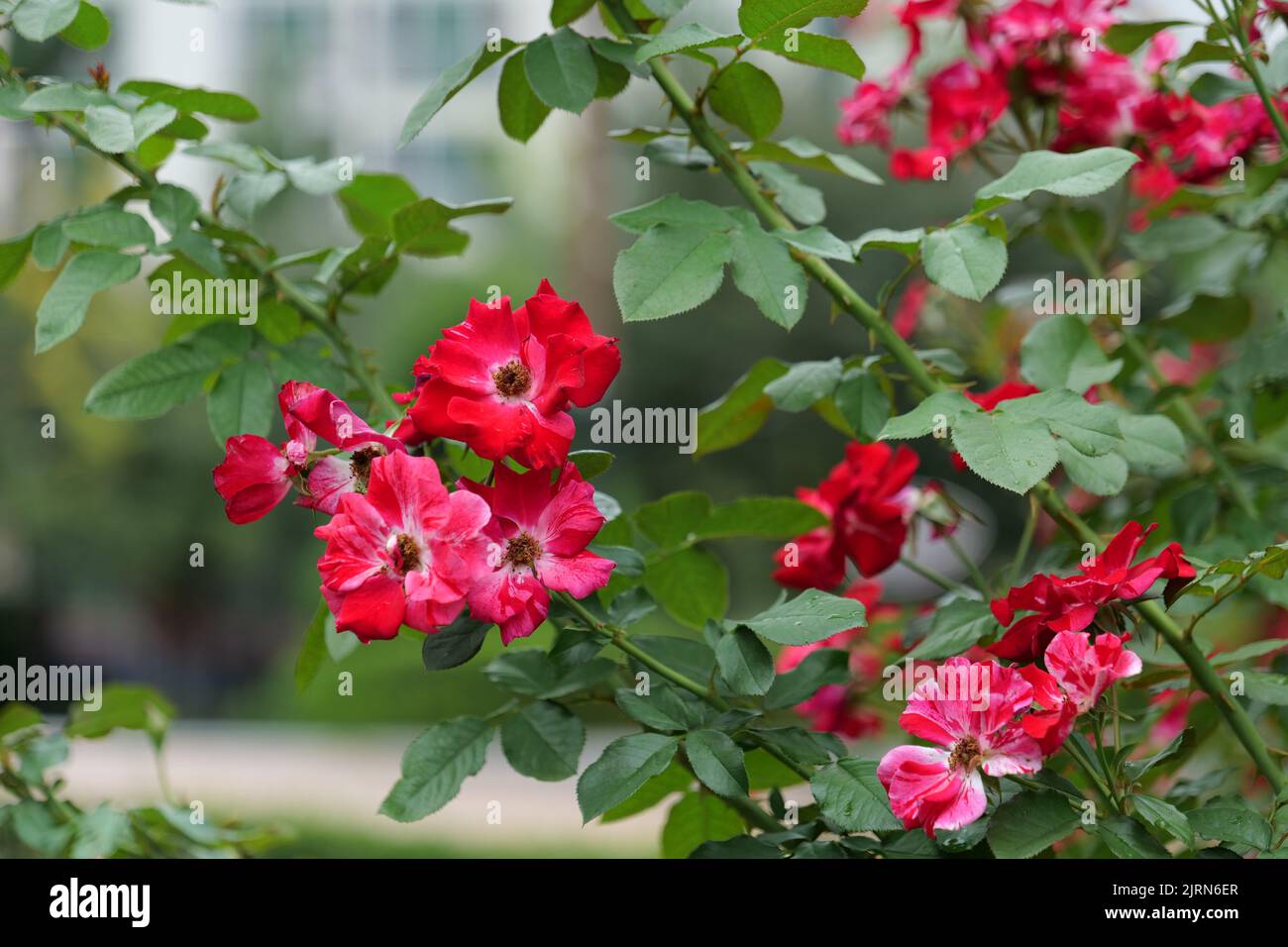 Poppy bloom autumn bush hi-res stock photography and images - Alamy