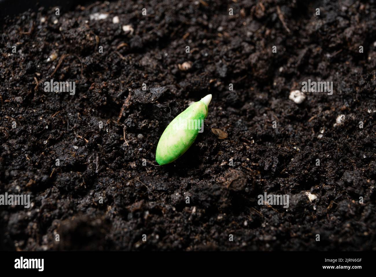 Cucumber sprout sprouts from ground hi-res stock photography and images ...