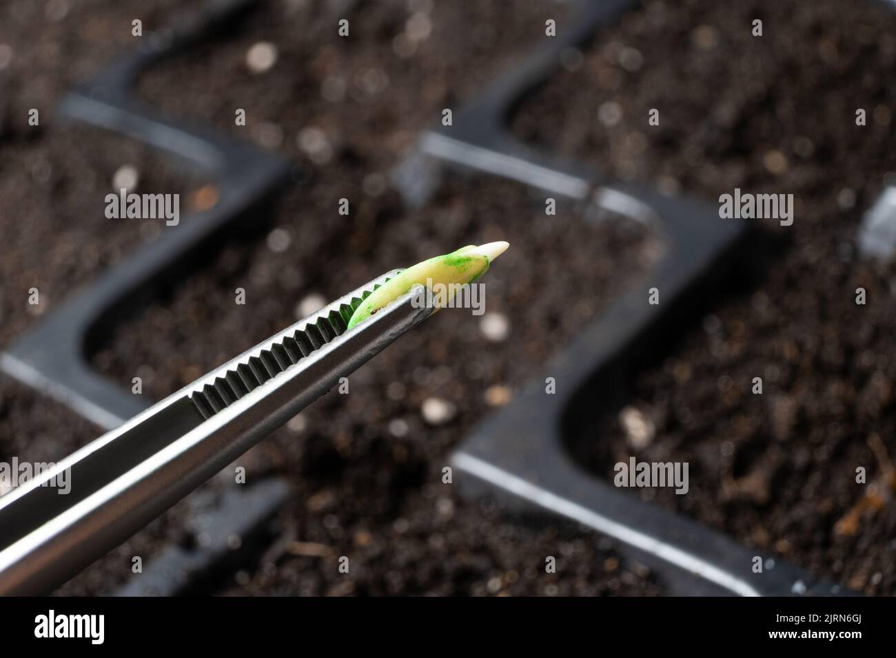 Growing cucumbers from seeds. Step 3 - planting in the ground Stock ...