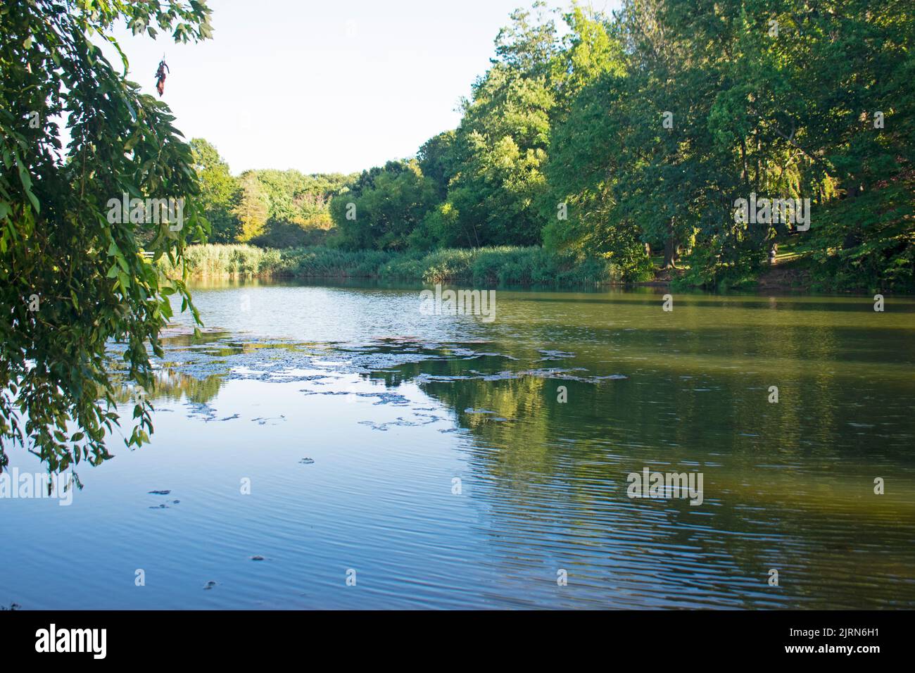 Reflections of local trees, vegetation, and sky, in small lake at ...