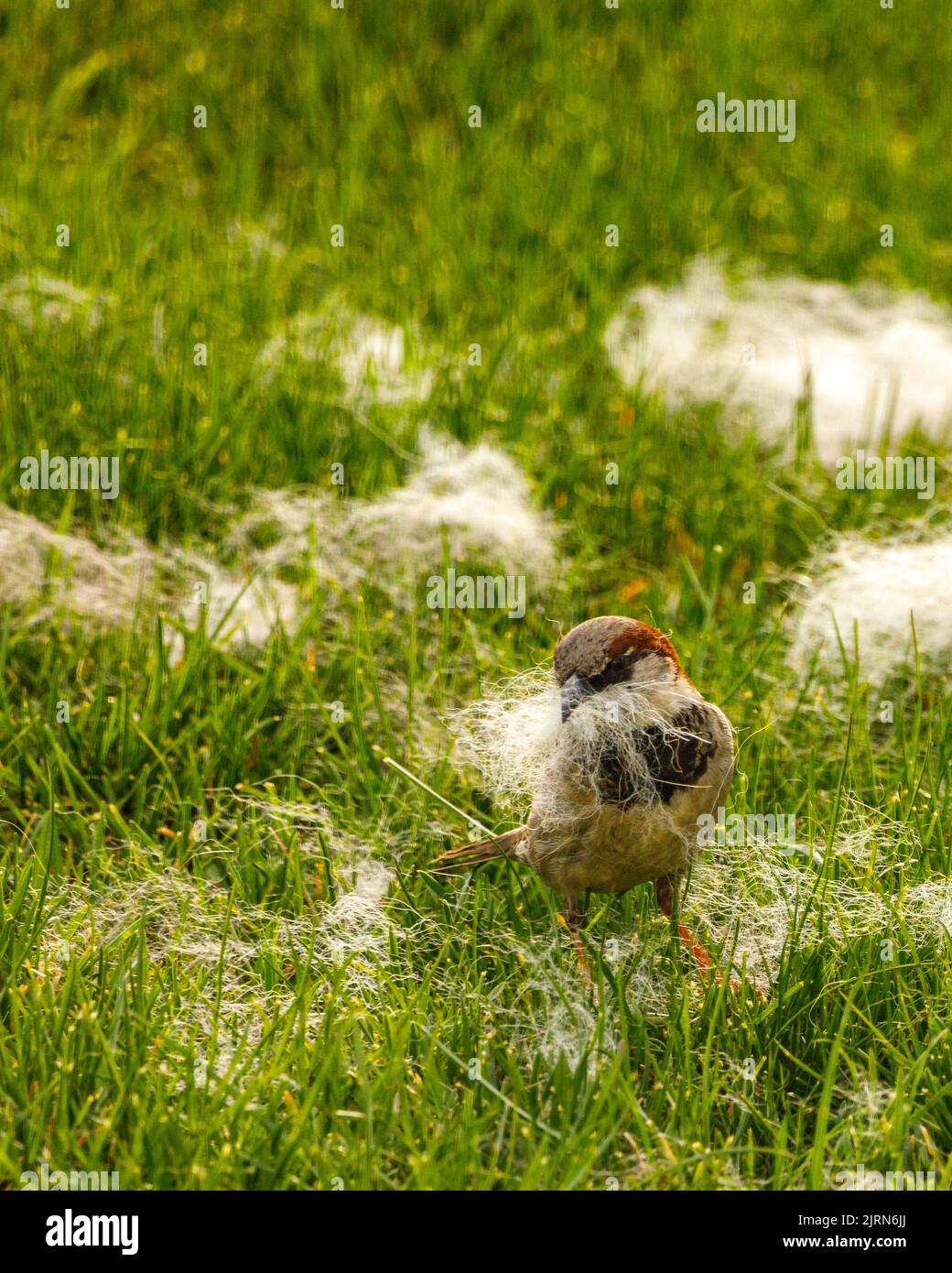 A vertical shot of a wild bird collecting dog fur to build a nest Stock ...