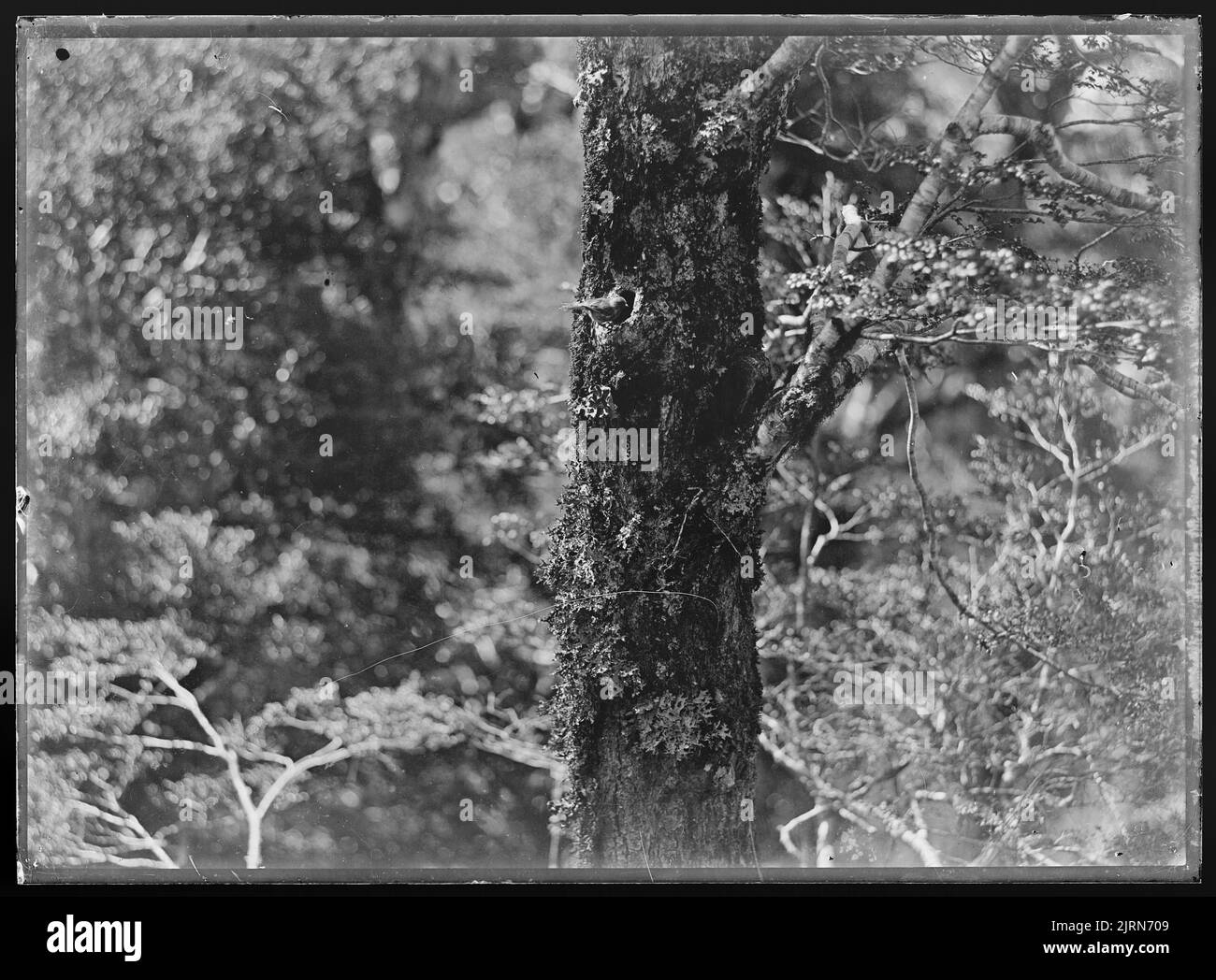 Mohoua ochrocephala (Passeriformes), circa 1920, Nelson, by Herbert ...