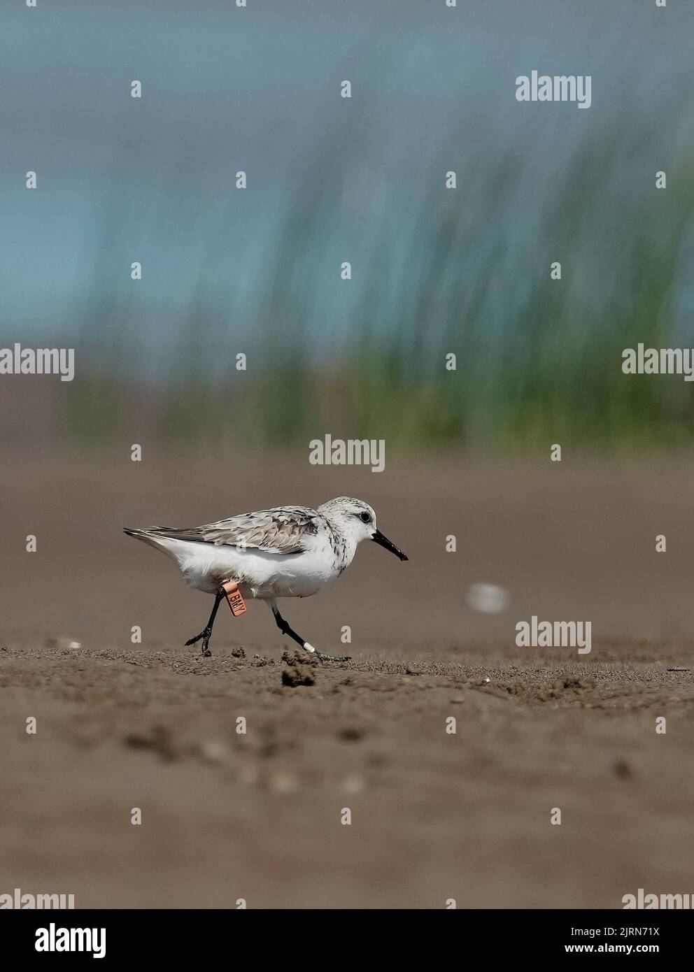 Changle. 25th Aug, 2022. A sanderling forages at the Minjiang River ...