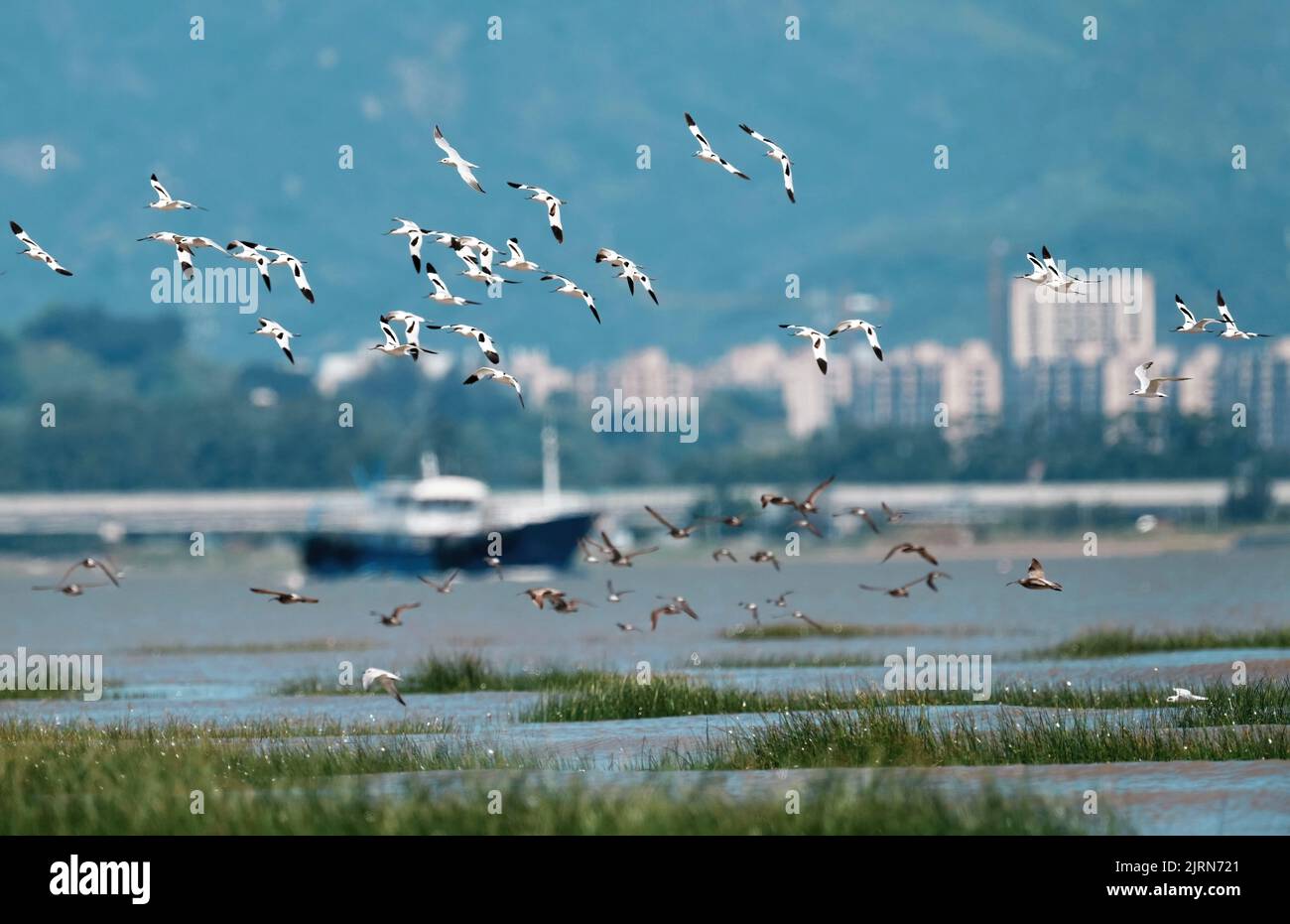 Changle. 25th Aug, 2022. Migrant birds are pictured at the Minjiang ...