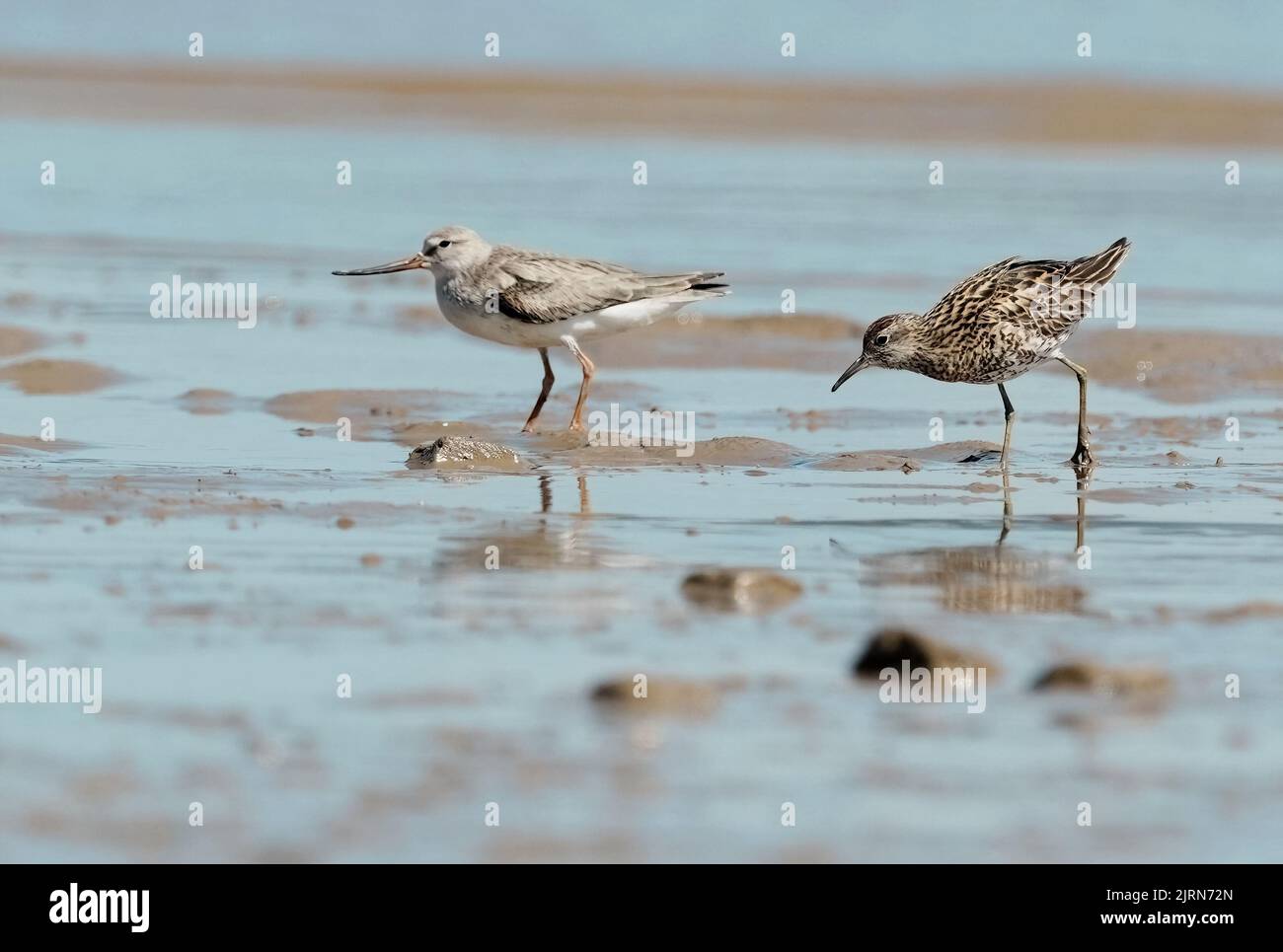 Changle. 25th Aug, 2022. A Terek sandpiper and a sharp-tailed sandpiper ...