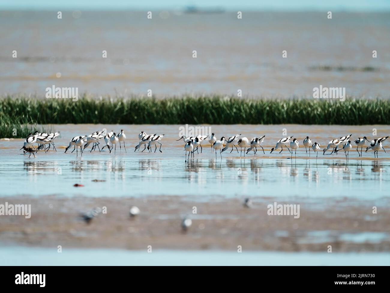 Changle. 25th Aug, 2022. A flock of avocets forage at the Minjiang ...