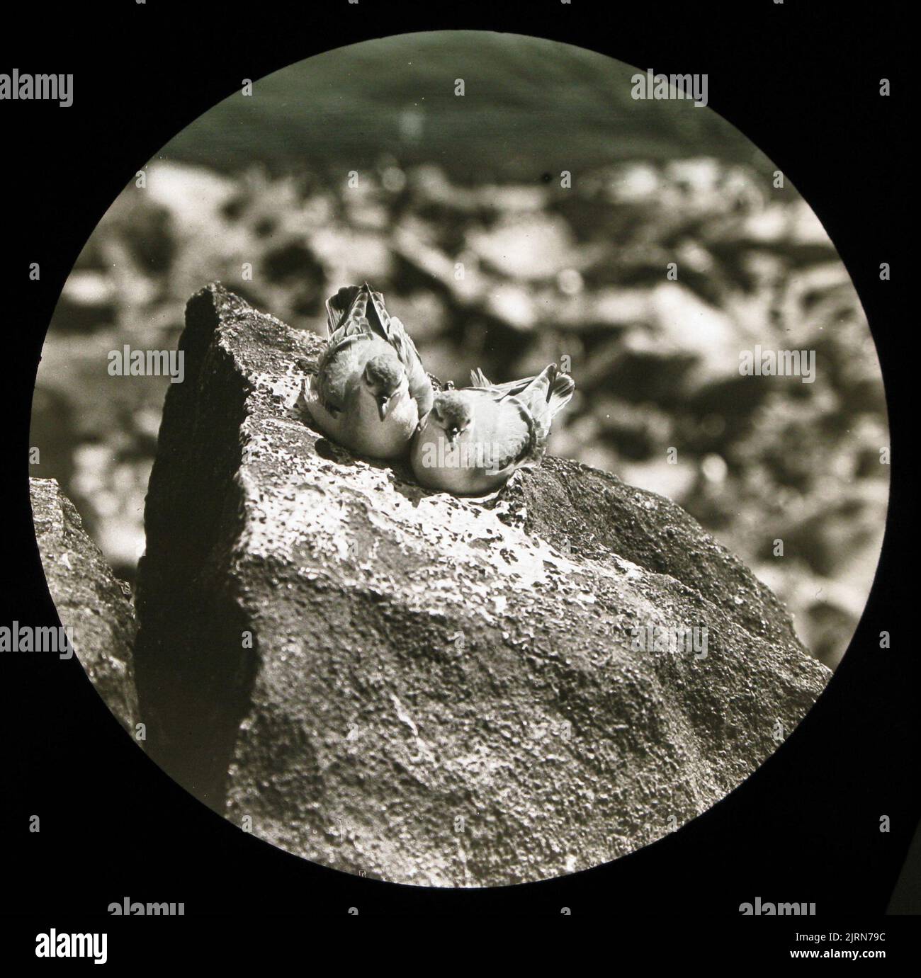 Dove petrels, Bounty Island, 22 November 1907, Bounty Islands, by ...