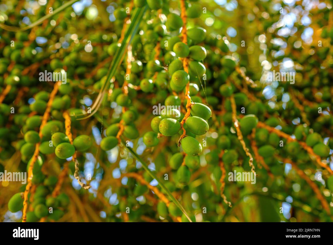 Date palm tree branches hi-res stock photography and images - Alamy