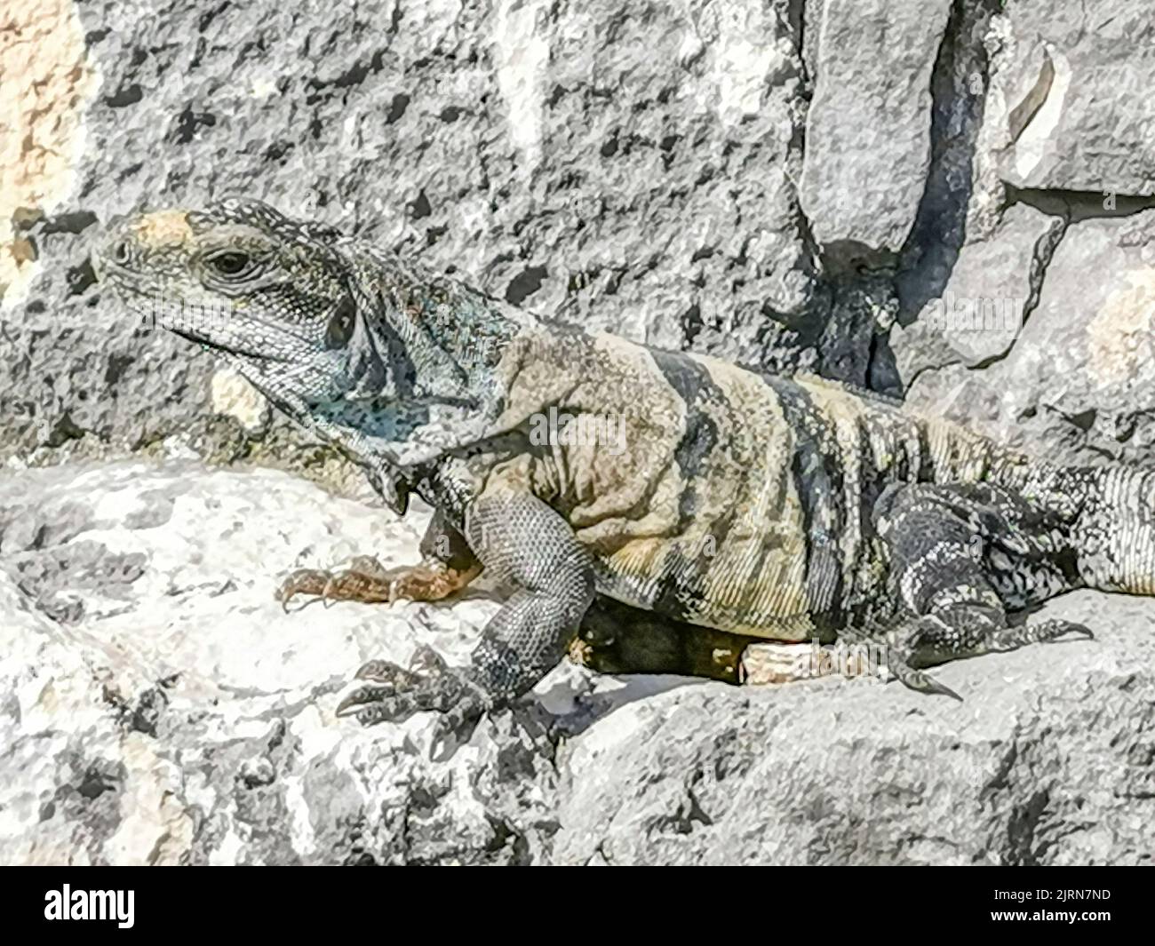 Huge Iguana gecko animal on rocks at the ancient Tulum ruins Mayan site ...