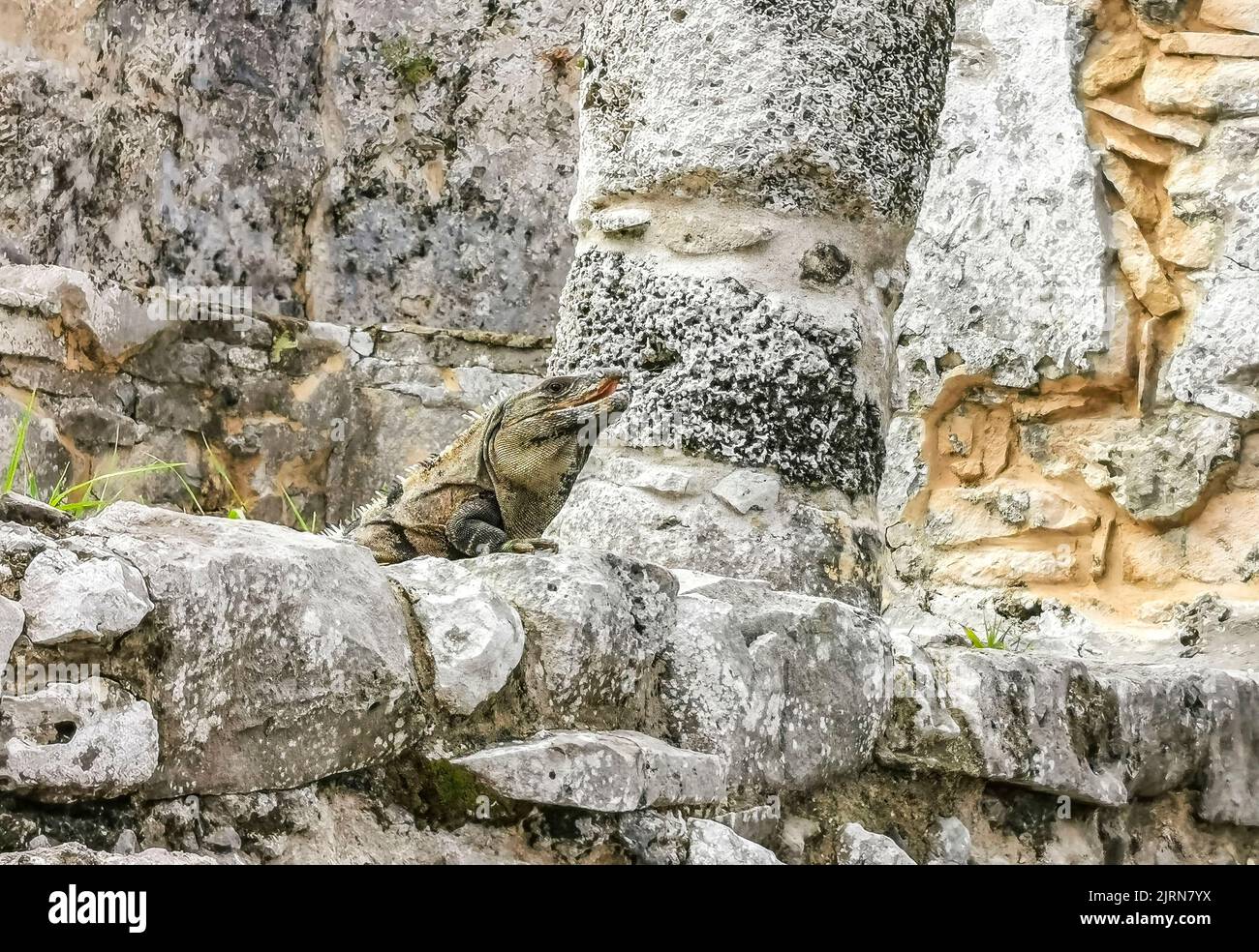 Huge Iguana gecko animal on rocks at the ancient Tulum ruins Mayan site ...