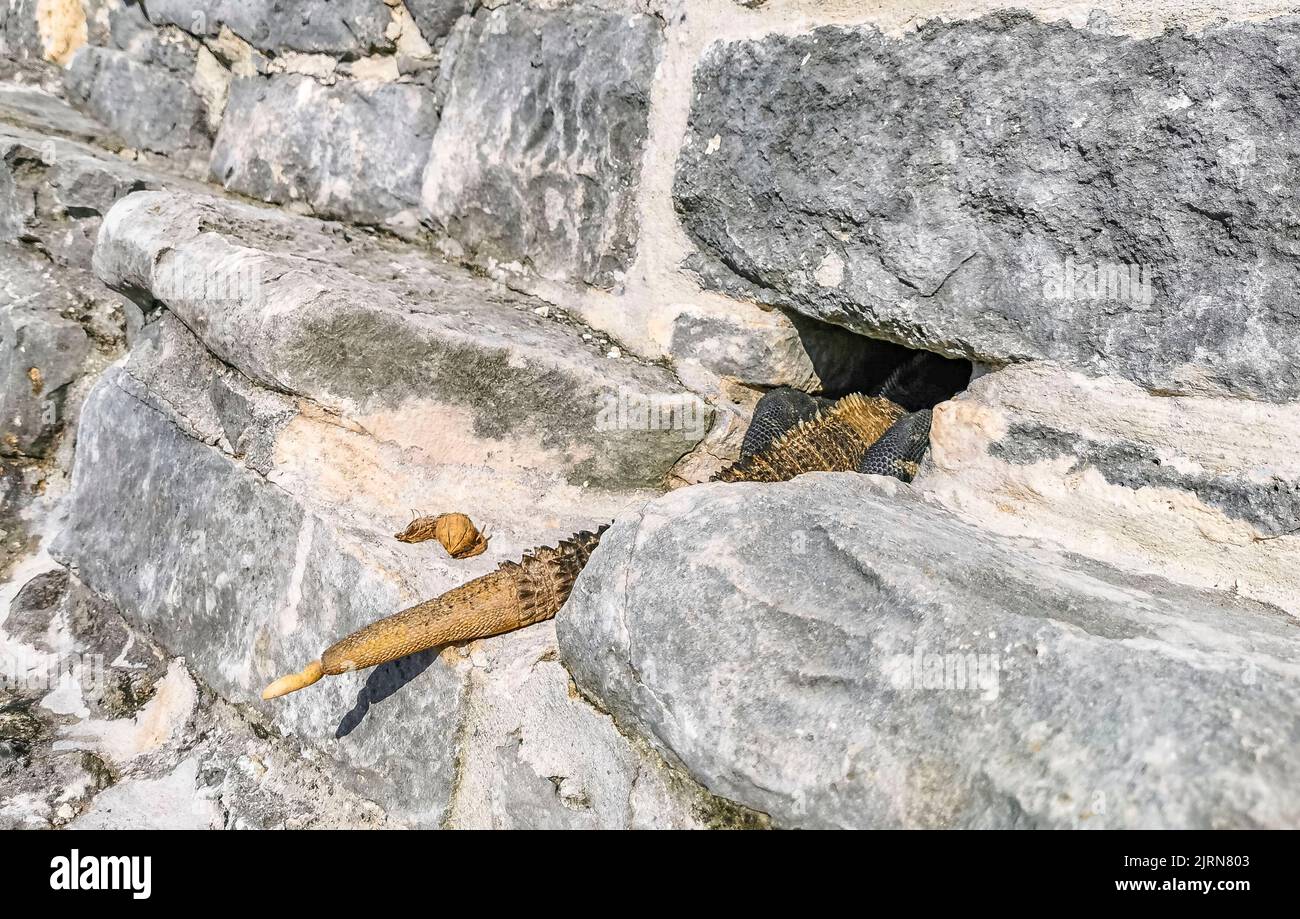 Huge Iguana gecko animal crawls into hole in rock at Tulum ruins Mayan ...