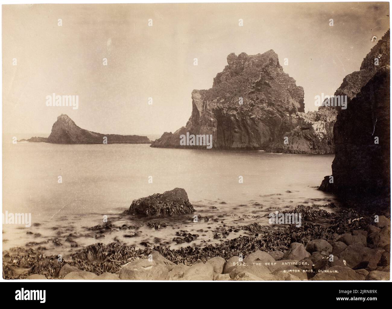 The Reef, Antipodes, 1890s, New Zealand, by Burton Brothers, William ...
