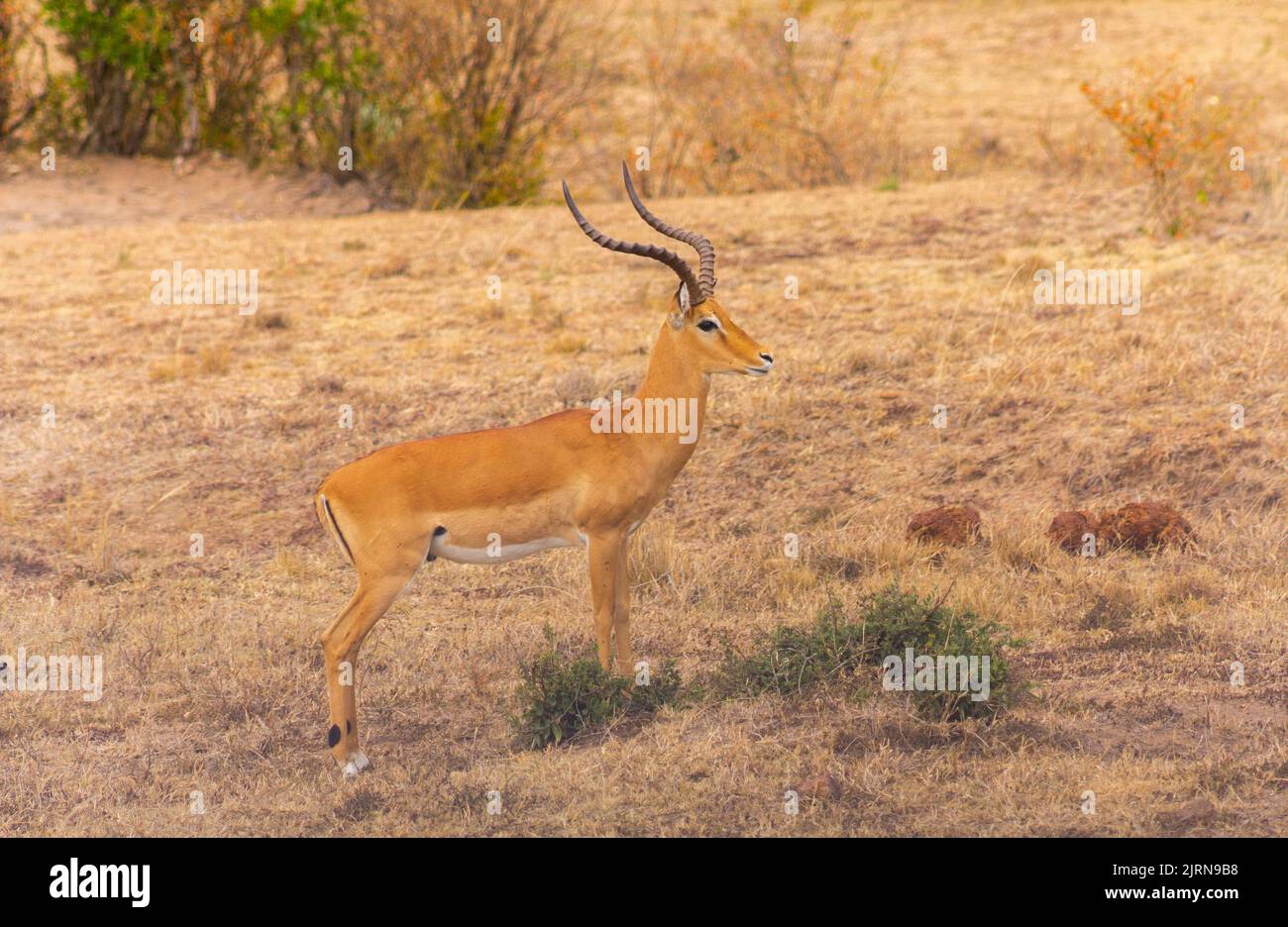 Masai mara Impala standing in the park Stock Photo - Alamy