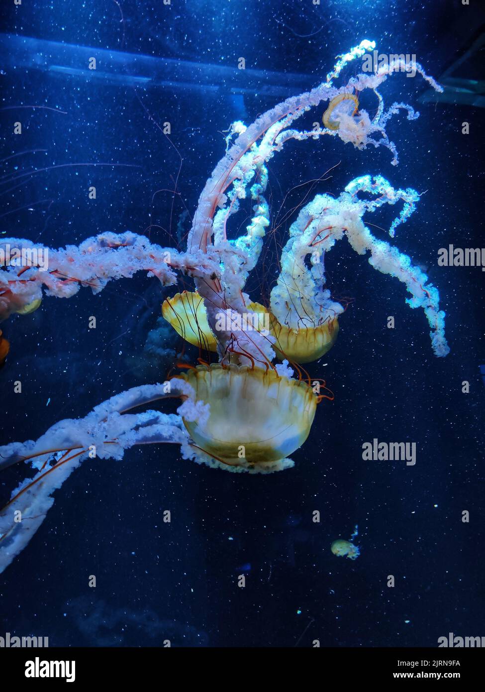 A vertical shot of tropical jellyfish swimming underwater in an ...