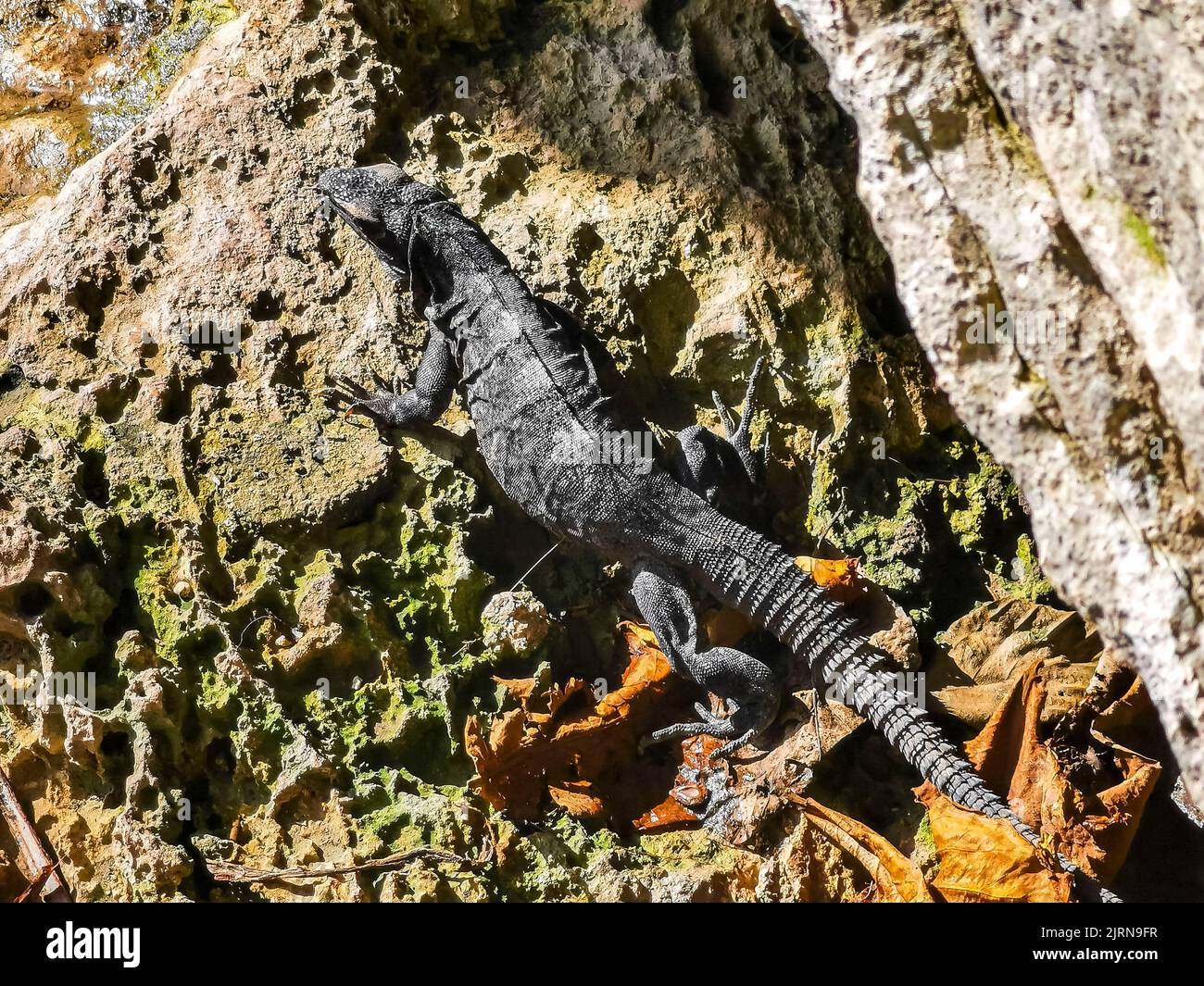 Huge Iguana gecko animal climbs up on rocks at Tulum ruins Mayan site ...