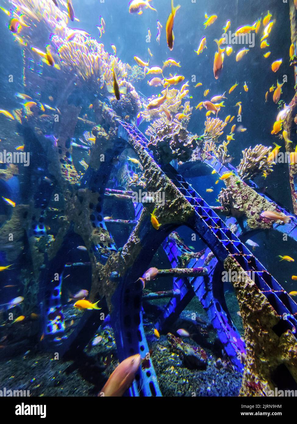 A vertical shot of tropical fish swimming underwater in an aquarium ...