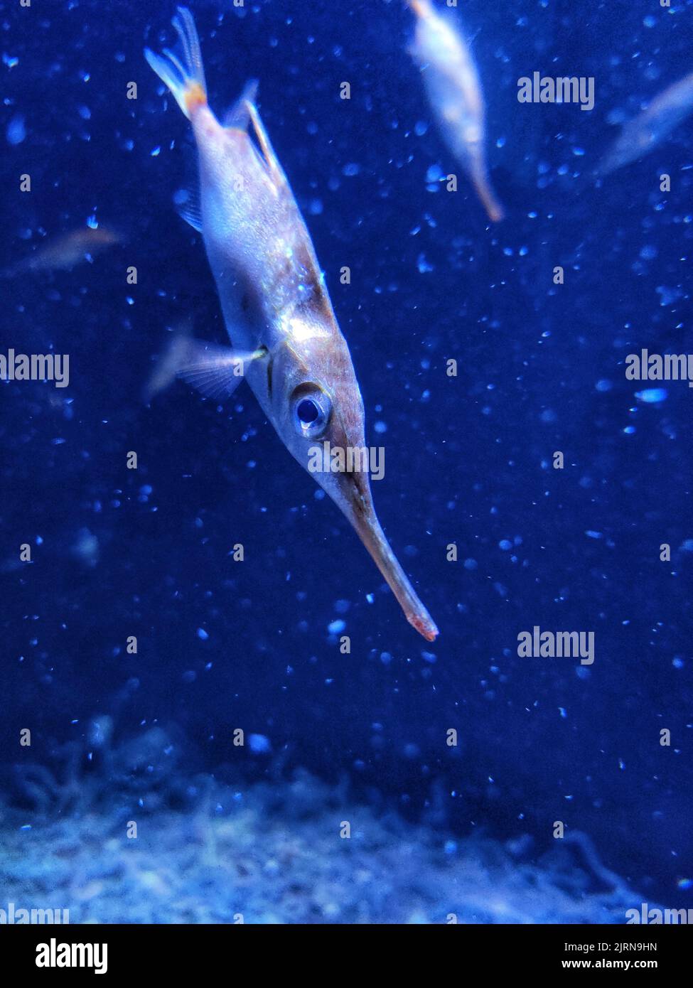 A vertical shot of tropical fish swimming underwater in an aquarium ...