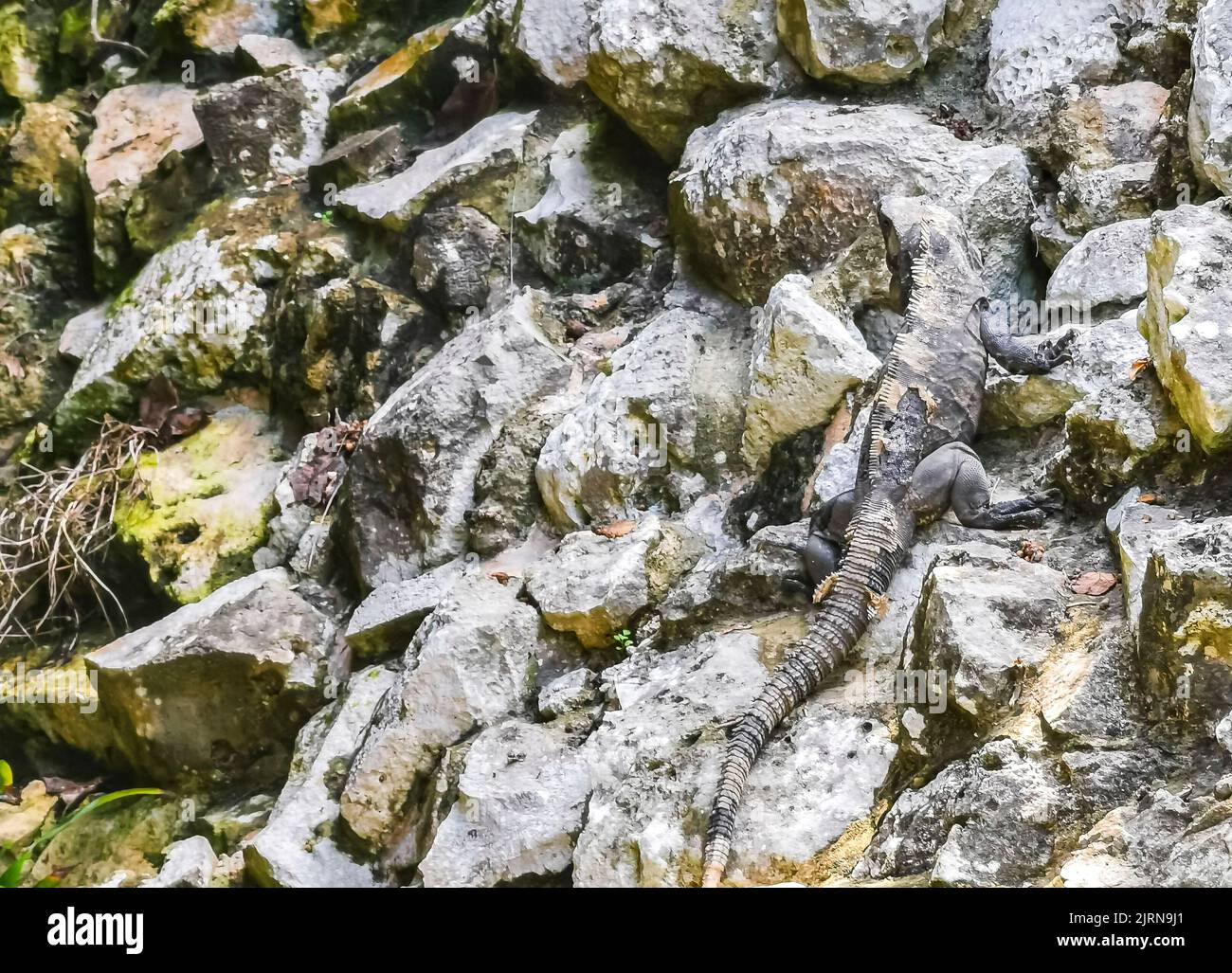Huge Iguana gecko animal climbs up on rocks at Tulum ruins Mayan site ...