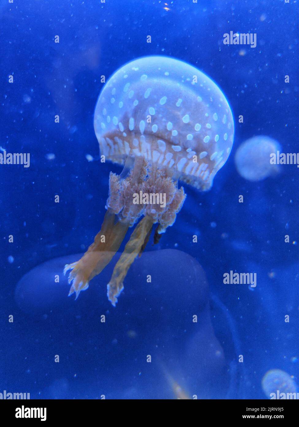 A vertical shot of tropical jellyfish swimming underwater in an ...