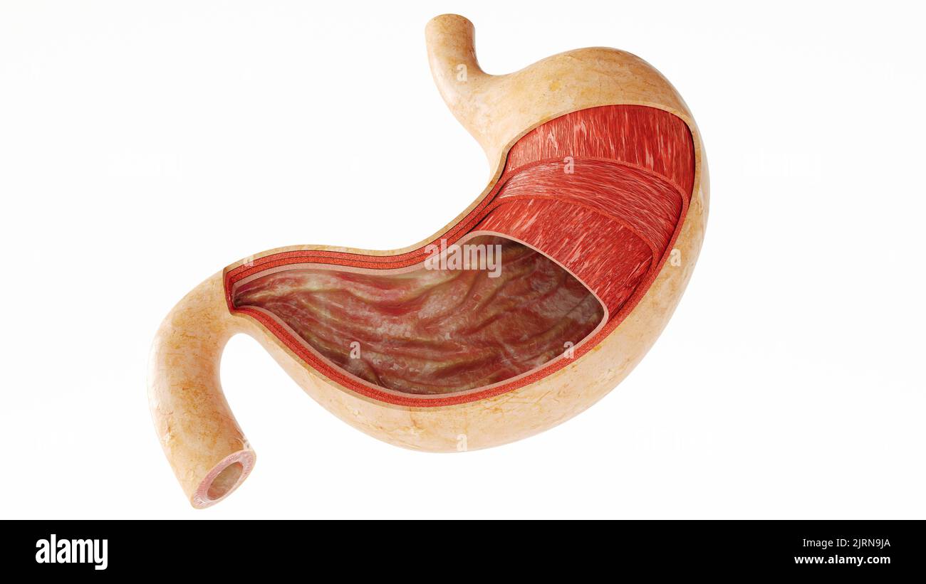 Human Internal Stomach Anatomy - 3D Rendering Stock Photo - Alamy