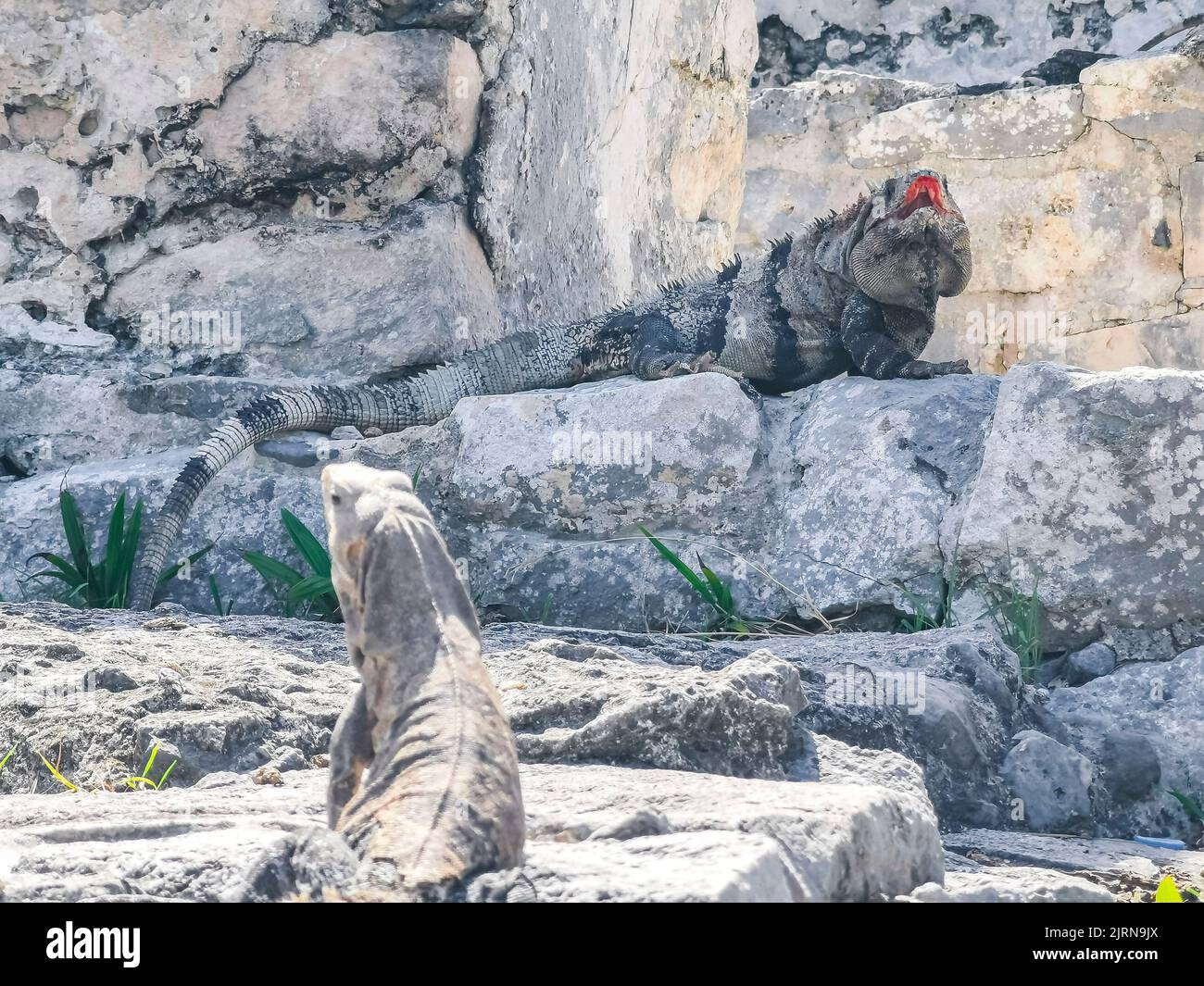 Huge Iguana gecko animal on rocks at the ancient Tulum ruins Mayan site ...