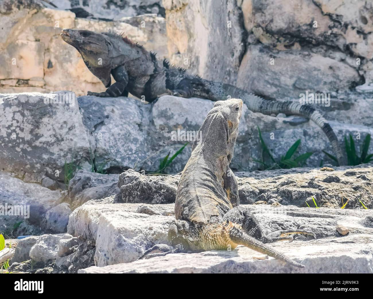 Huge Iguana gecko animal on rocks at the ancient Tulum ruins Mayan site ...