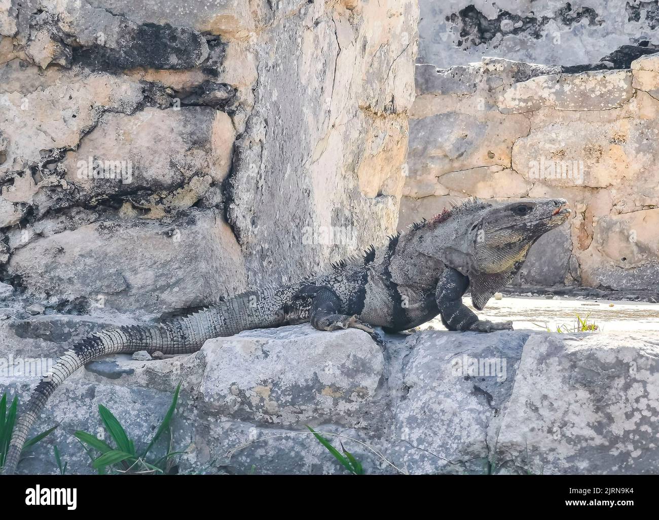Huge Iguana gecko animal on rocks at the ancient Tulum ruins Mayan site ...