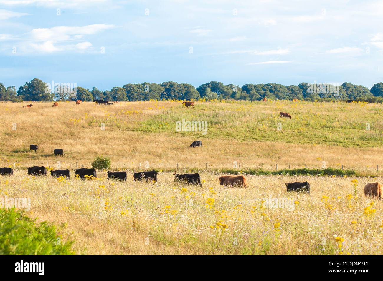 Cows with horns in a line crossing a meadow. Farm animals grazing on ...