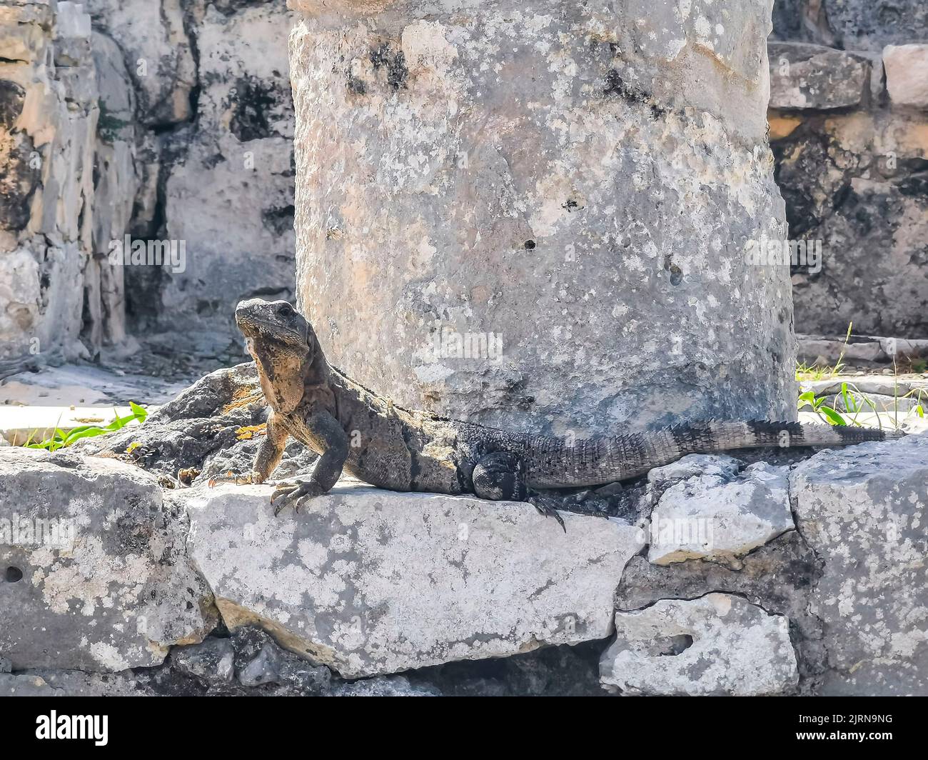 Huge Iguana gecko animal on rocks at the ancient Tulum ruins Mayan site ...