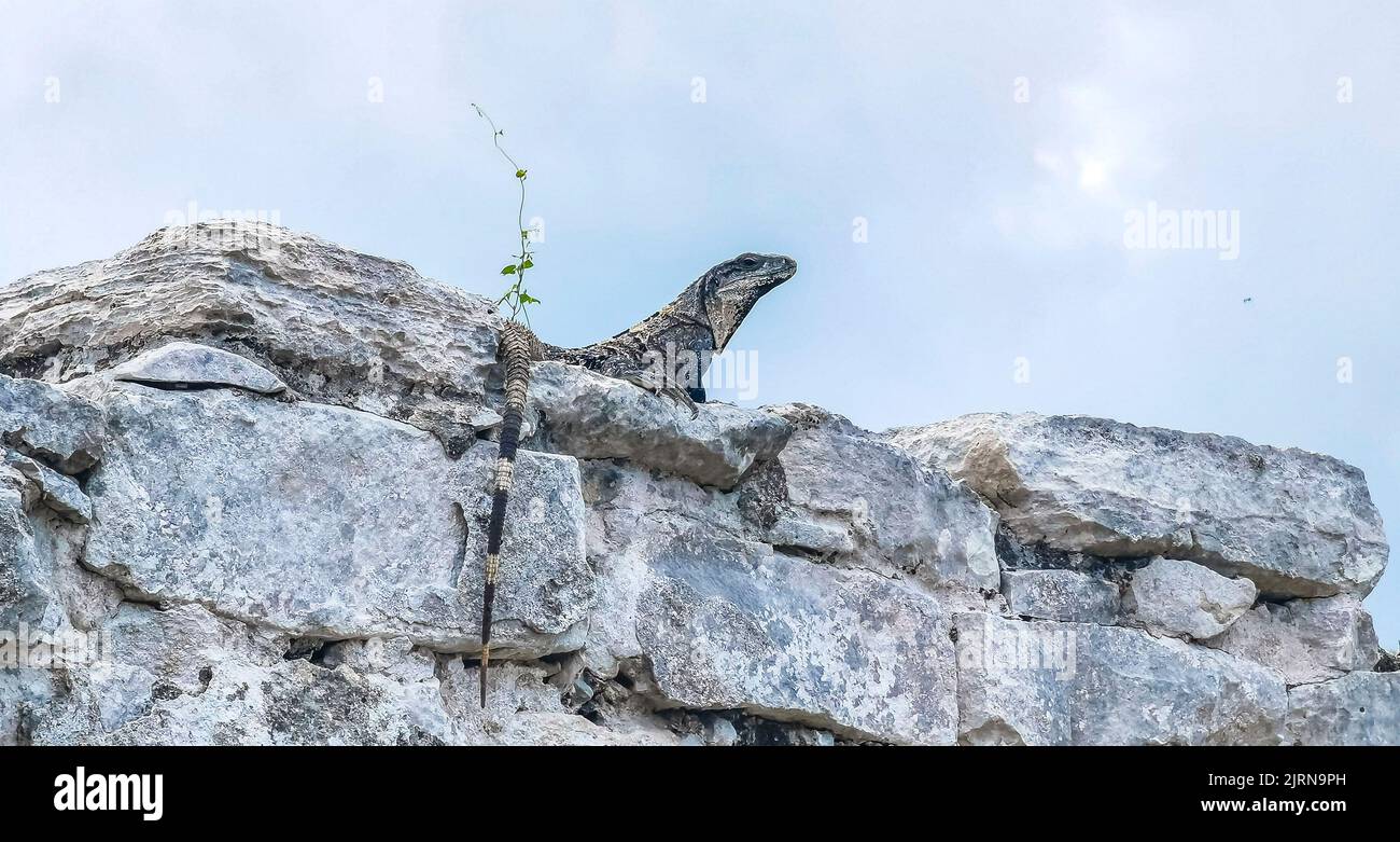 Huge Iguana gecko animal on rocks at the ancient Tulum ruins Mayan site ...