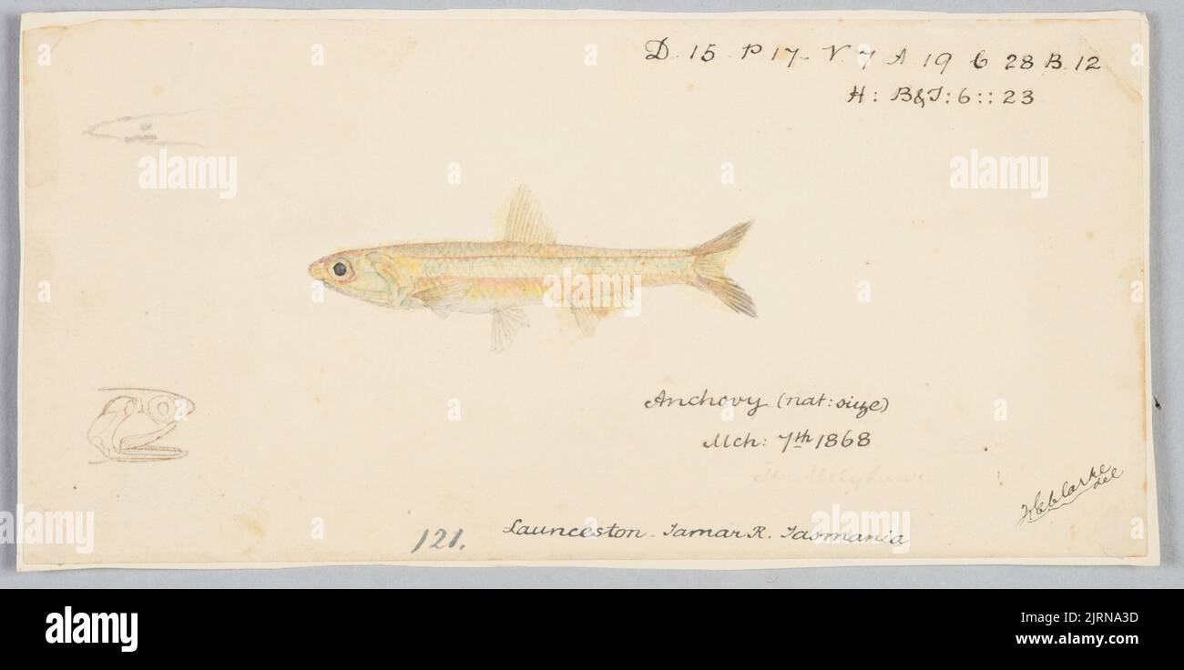 Anchovy engraulis australis tas hi-res stock photography and images - Alamy