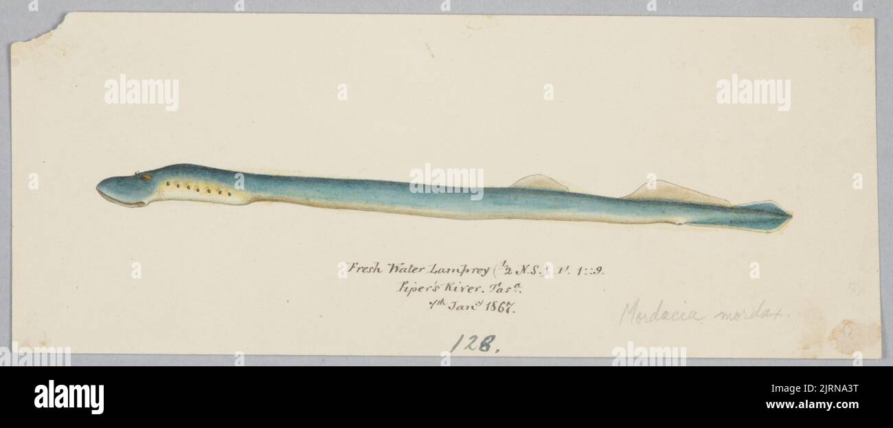 Geotria australis. (Fresh water lamprey), 1867, Tasmania, by Frank ...