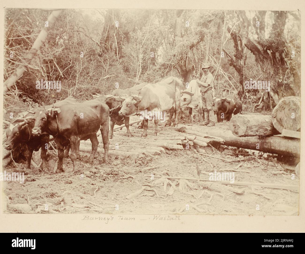 Barney's team, Waitati. From the album: Untitled landscape, 1890-1900 ...