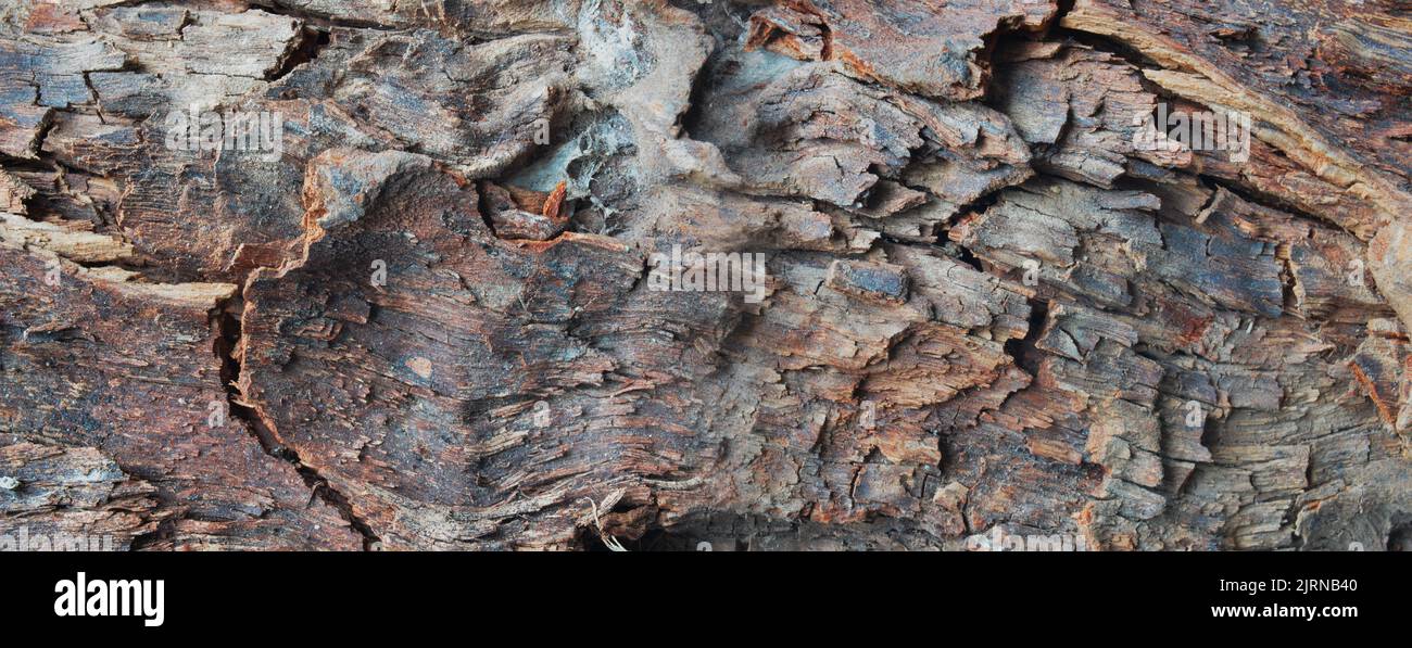 Pine tree stump bark close-up background Stock Photo - Alamy