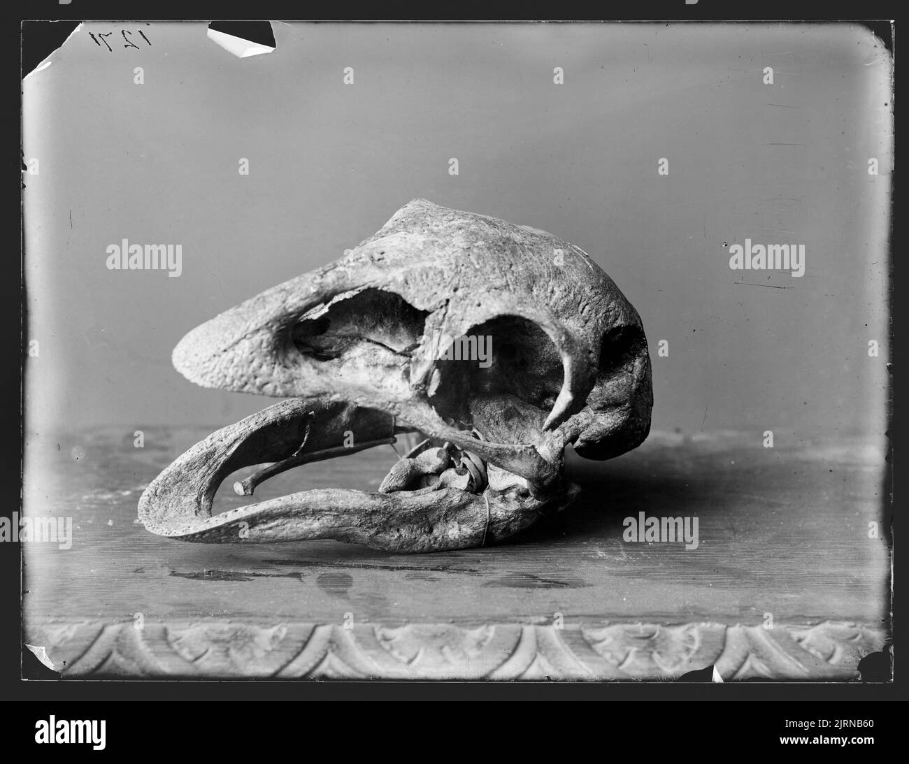 Moa skull hi-res stock photography and images - Alamy
