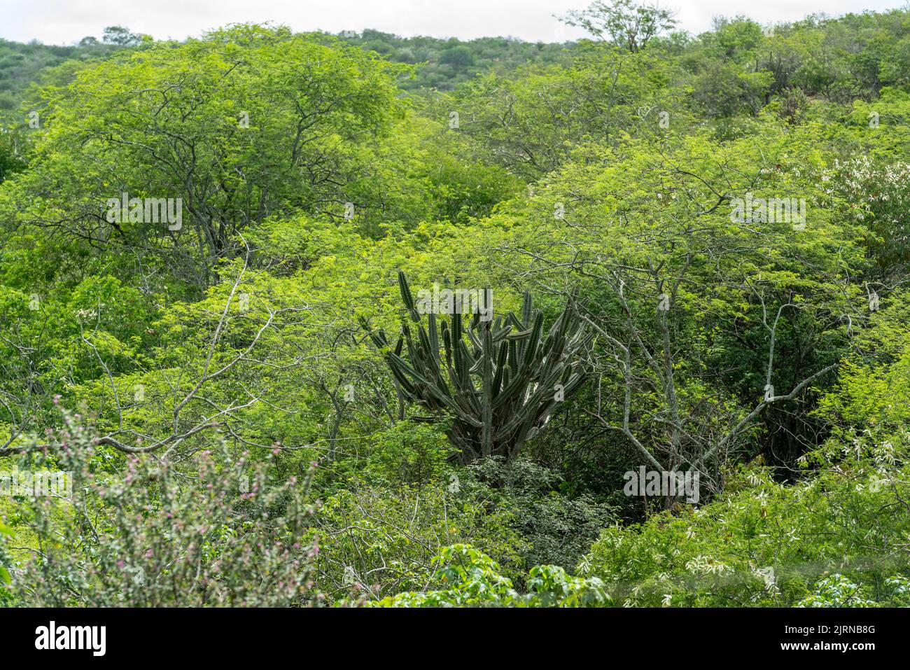 Brazilian caatinga biome in the rainy season. Cactus and flowers in ...